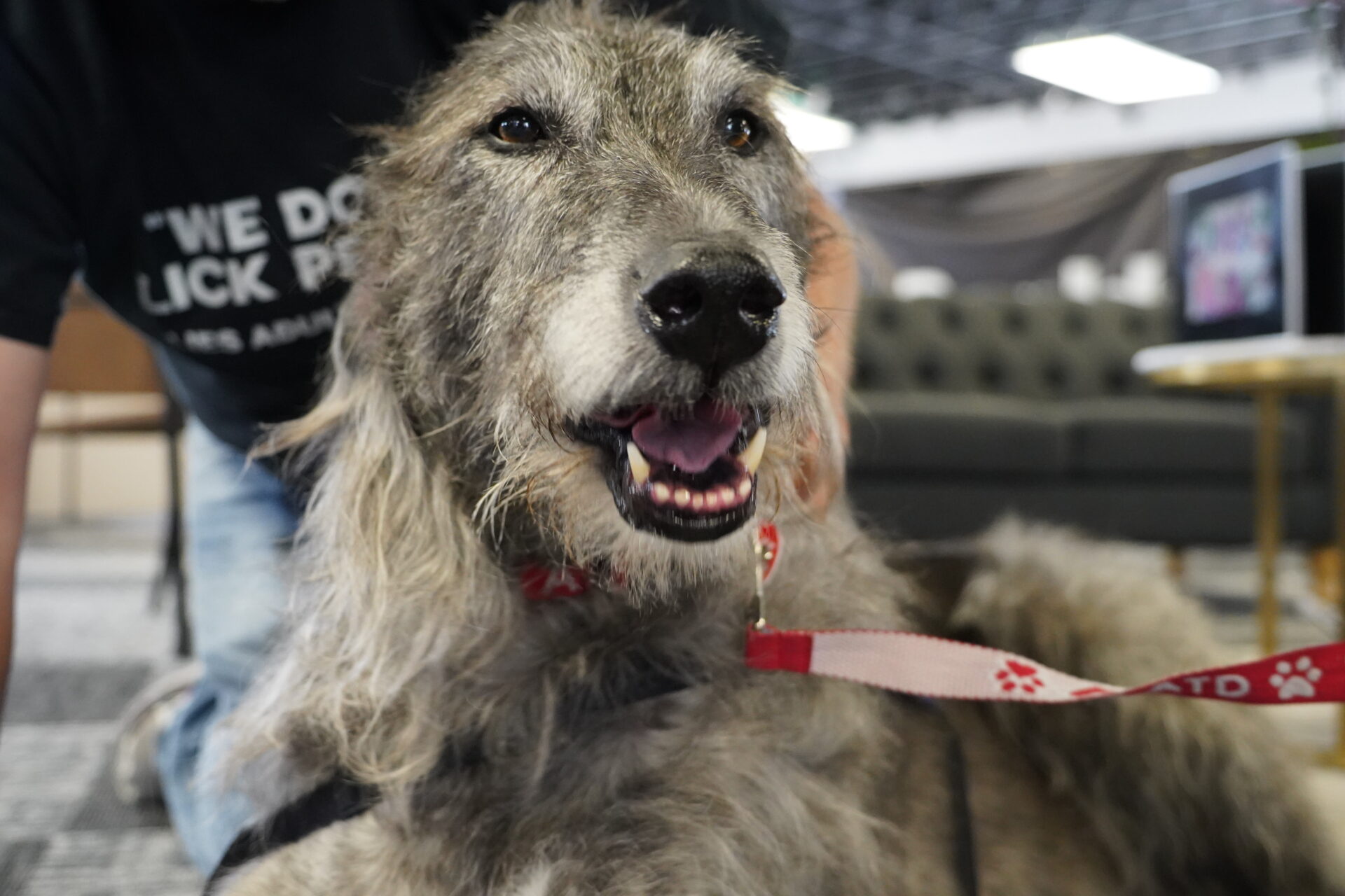 Comfort dogs are helping survivors cope with trauma at the # ...